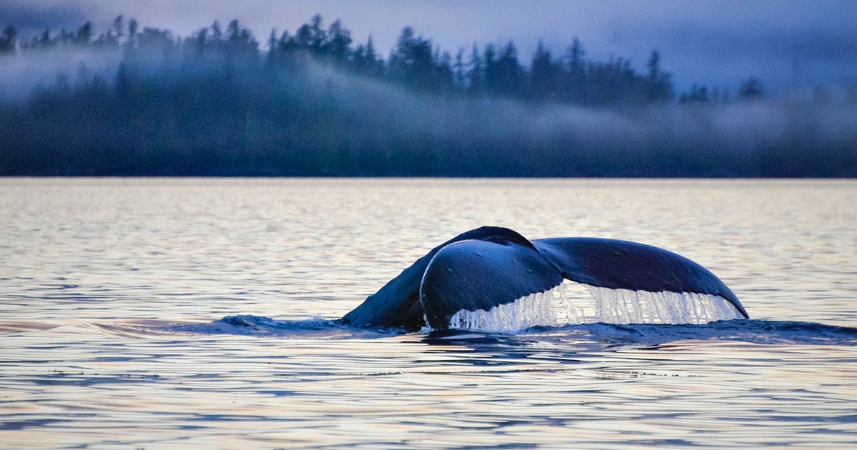 National marine conservation areas - Parks Canada