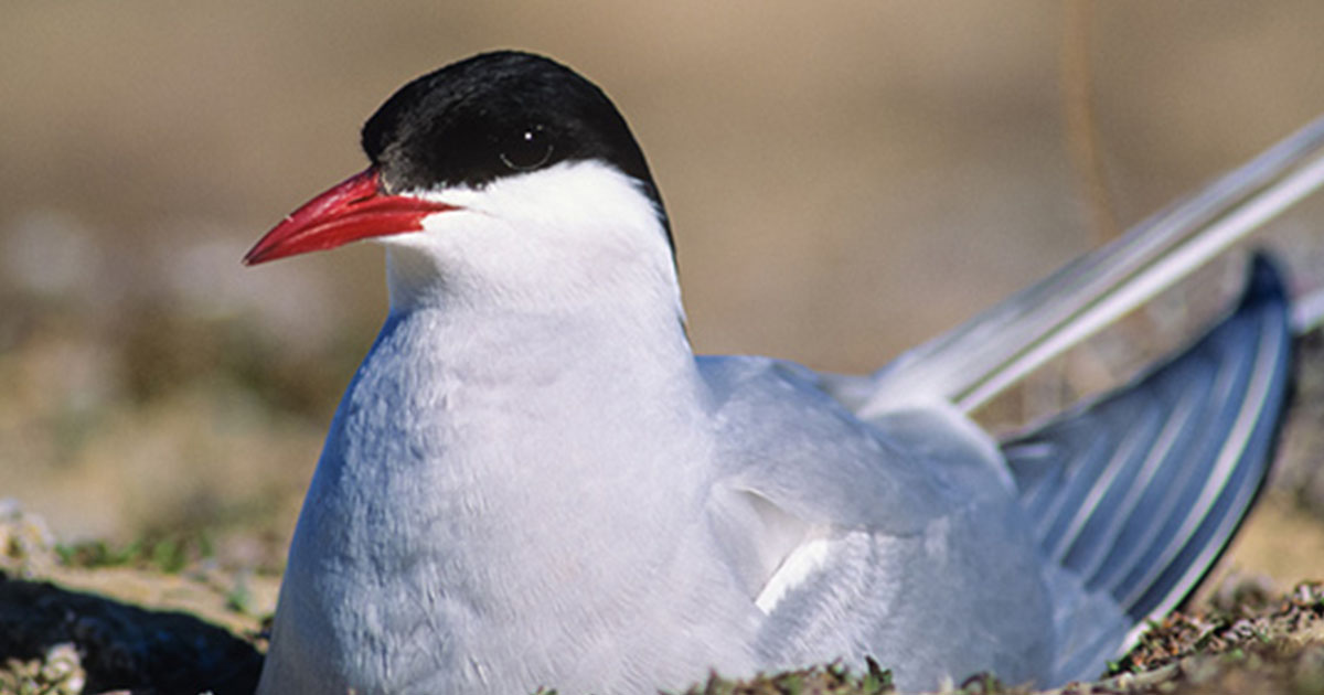 The Common Tern - Sainte-Anne-de-Bellevue Canal National Historic Site