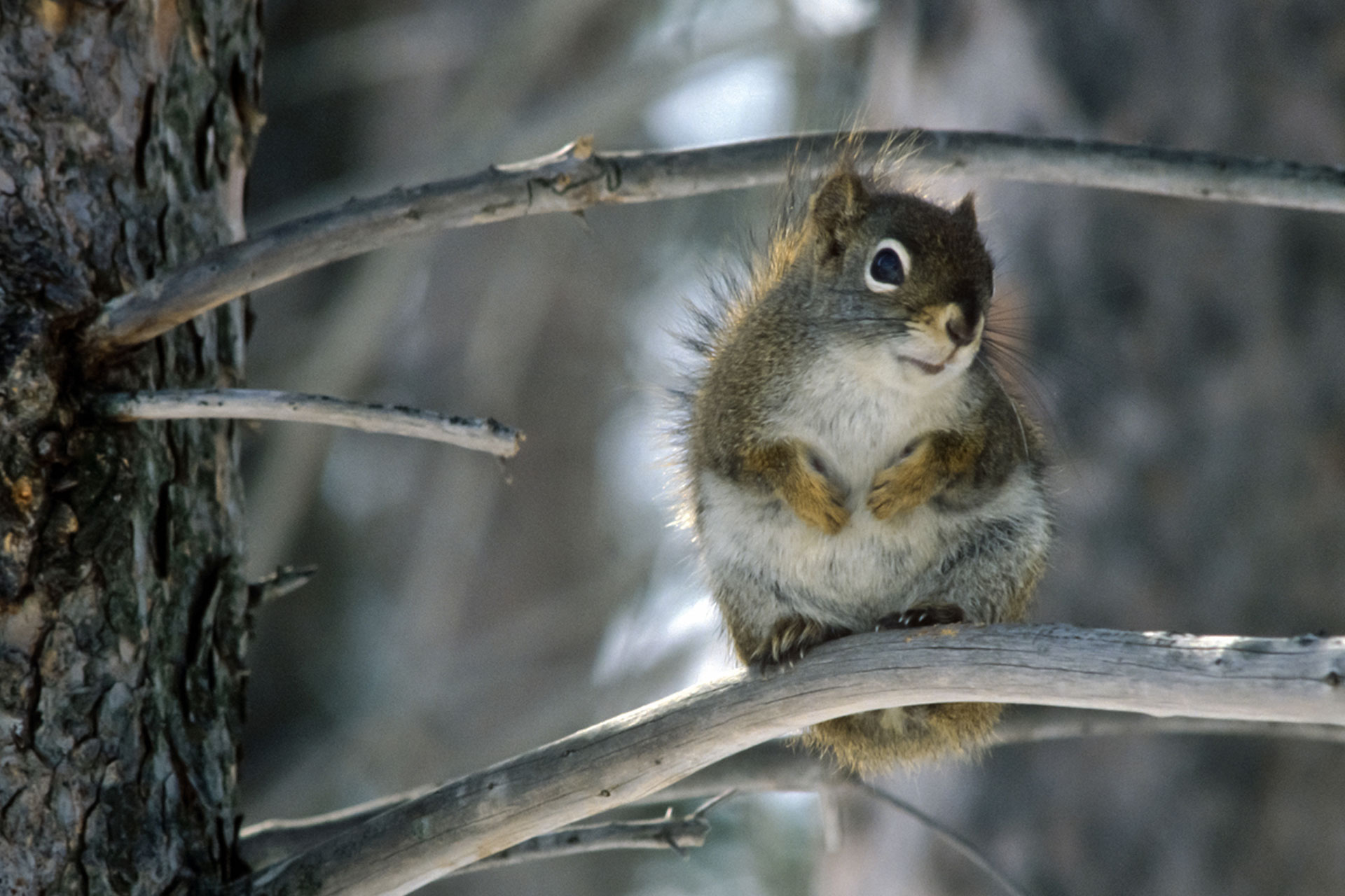 Sick or injured animals - Lachine Canal National Historic Site