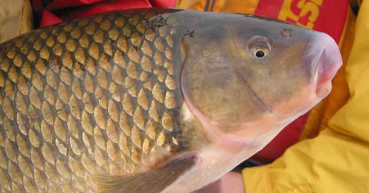 Helping the copper redhorse reproduce! - Saint-Ours Canal National ...