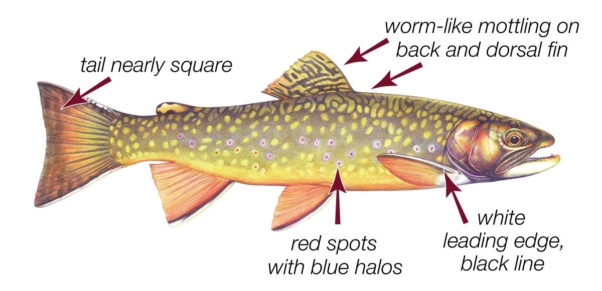 How to identify your catch - Banff National Park
