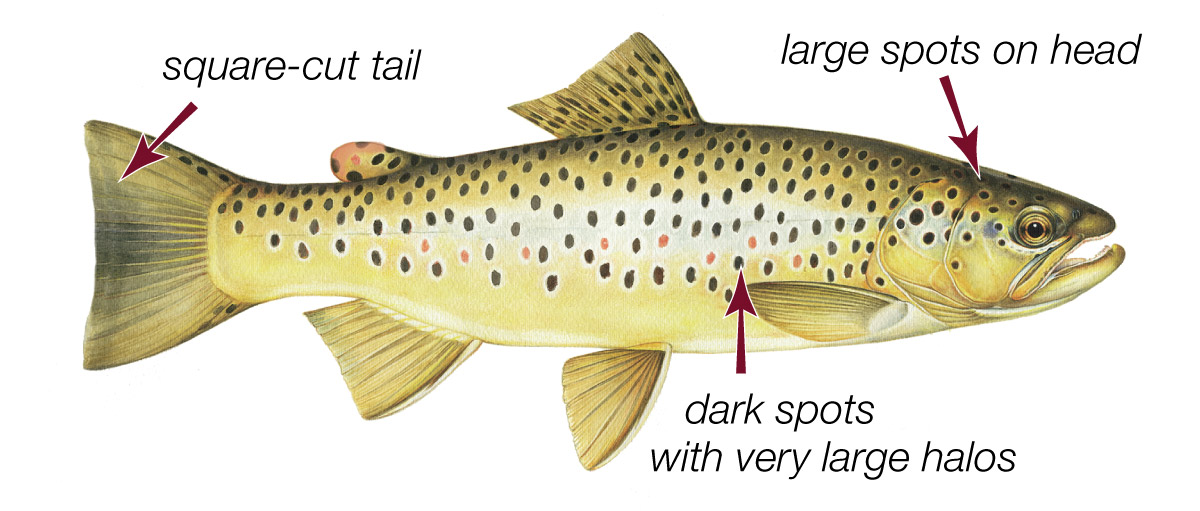 How to identify your catch - Banff National Park