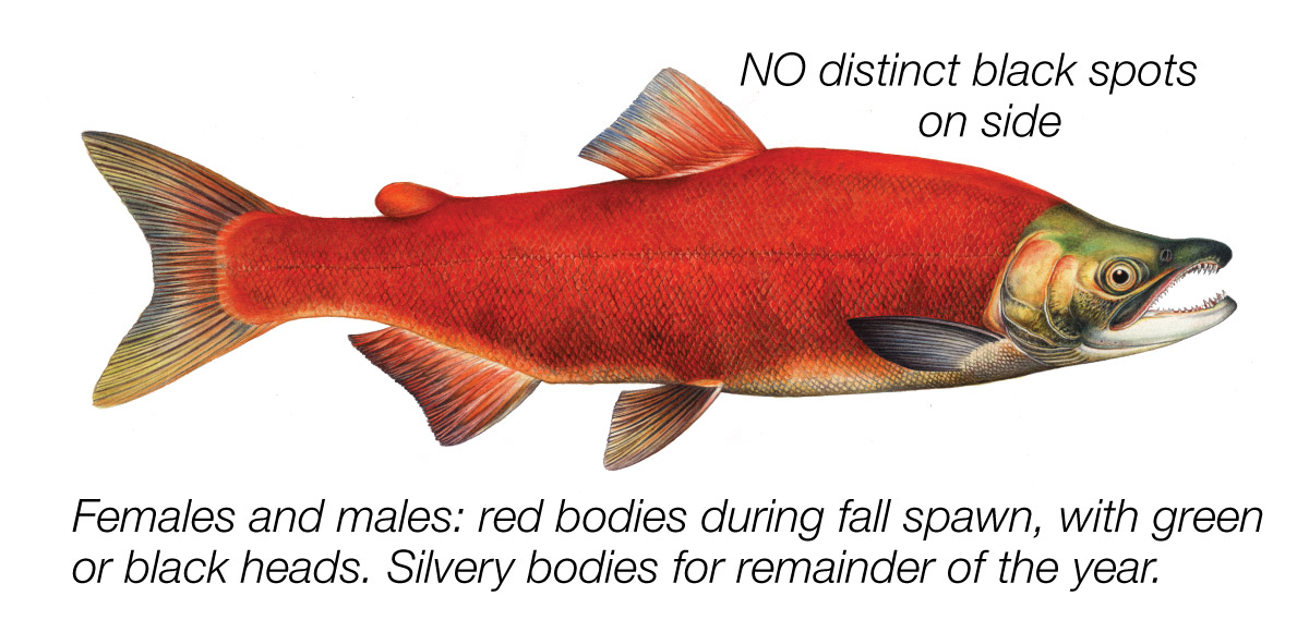 How to identify your catch - Banff National Park