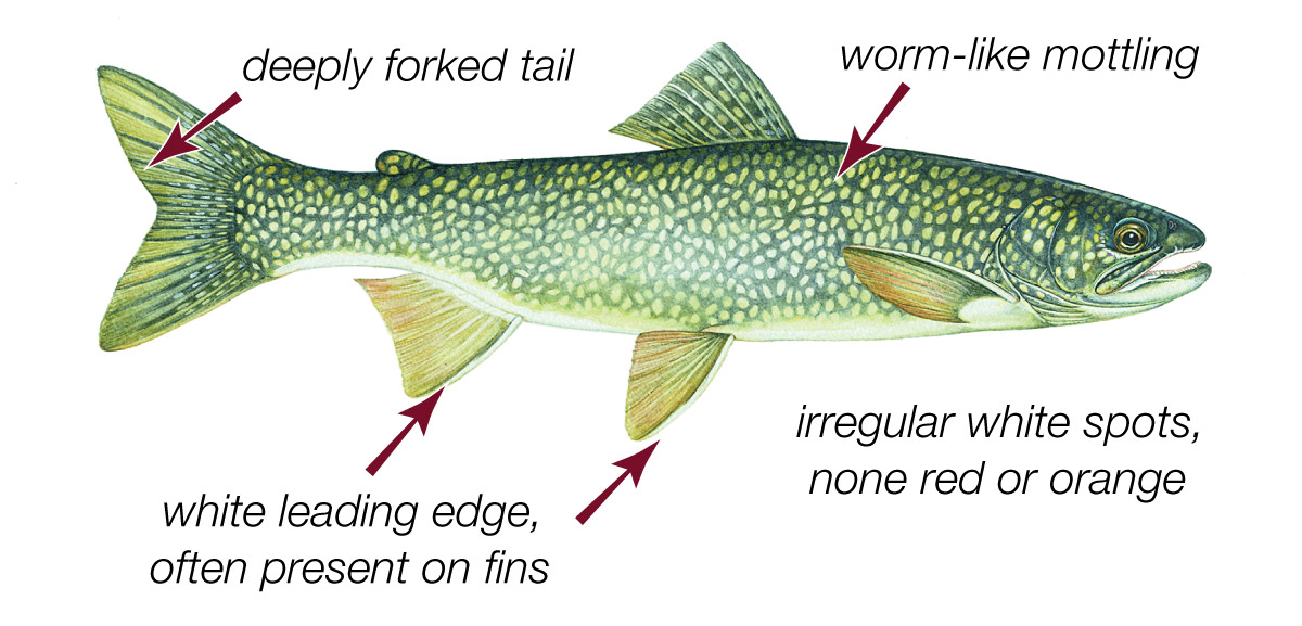 How to identify your catch - Banff National Park