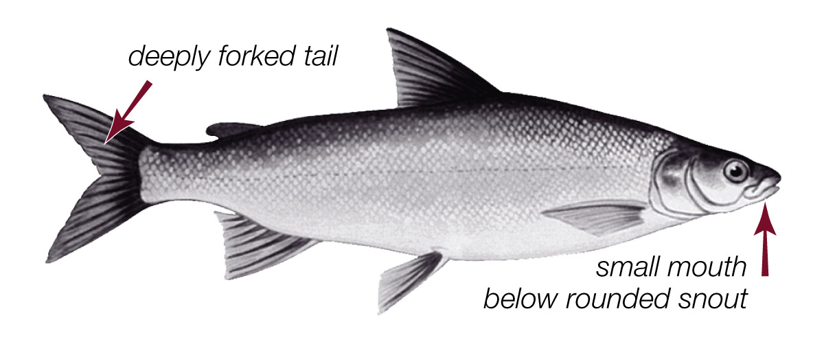 How to identify your catch - Banff National Park