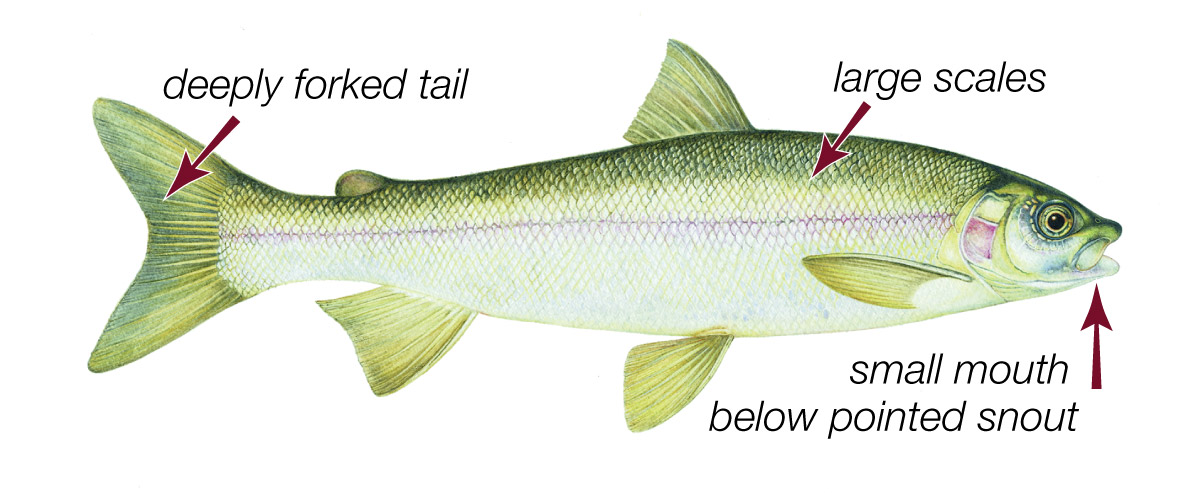 How to identify your catch - Banff National Park