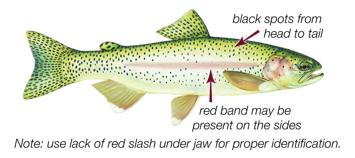 How to identify your catch - Banff National Park