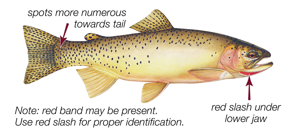 How to identify your catch - Banff National Park