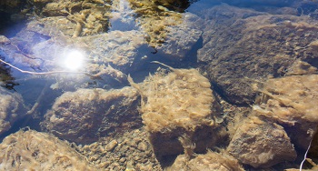 Aquatic invasive species (AIS) - Jasper National Park