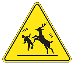 Aggressive deer - Waterton Lakes National Park