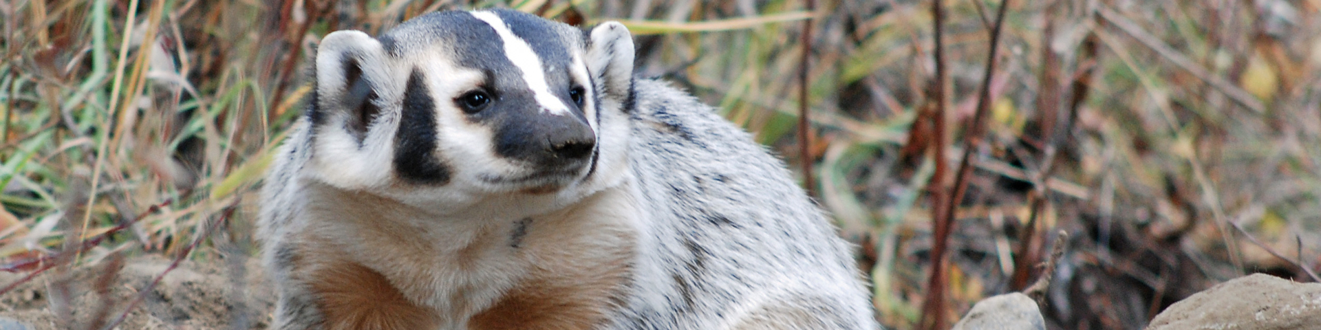 American badger (subspecies jeffersonii) - Kootenay National Park