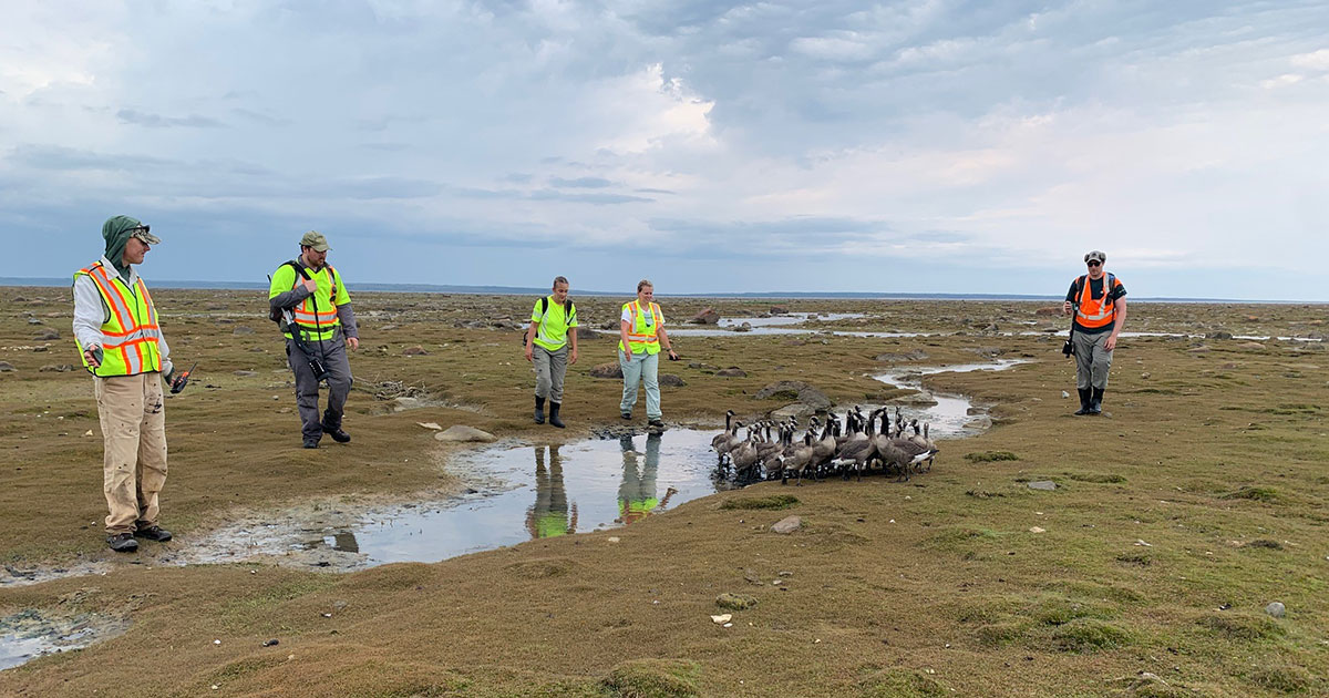 A Day in the Life – Goose Banding - Wapusk National Park
