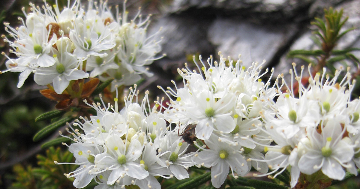 Pick of the Season: Labrador Tea - Wapusk National Park