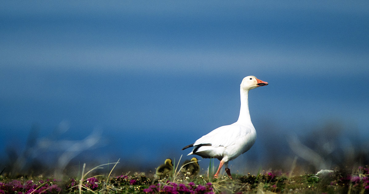 Pick of the Season: Snow goose - Wapusk National Park