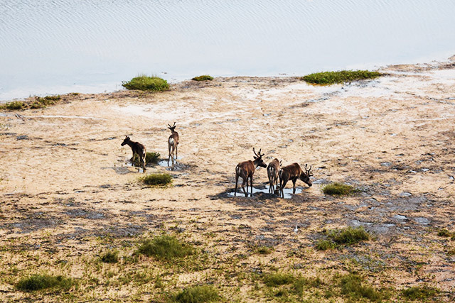 Adaptations - Wapusk National Park