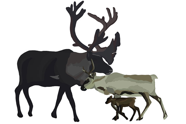 Adaptations - Wapusk National Park