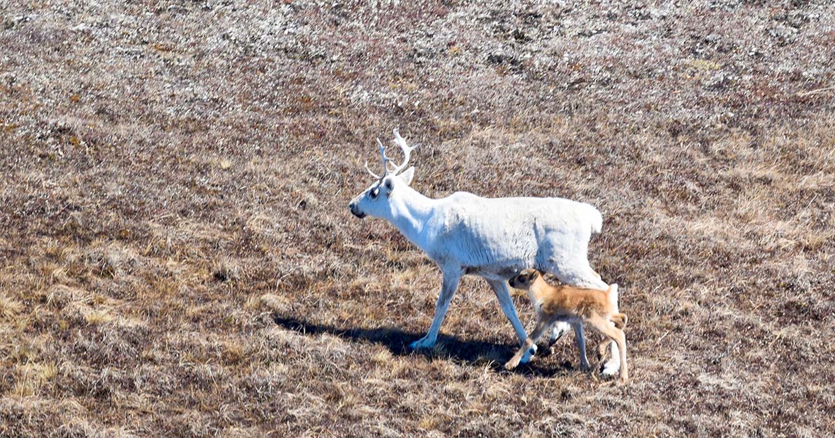 Caribou conservation - Wapusk National Park