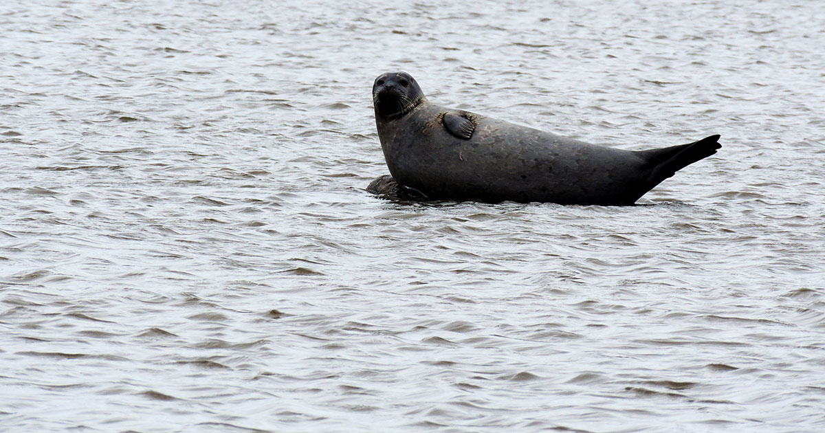 Faune marine - Parc national Wapusk