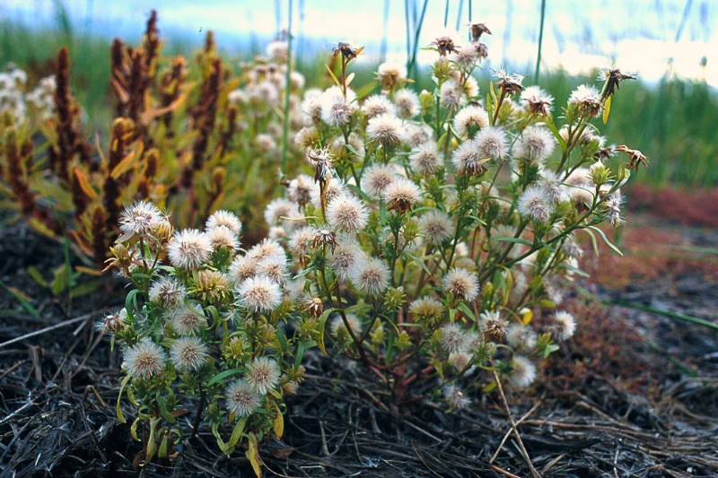Reintroduction of the Gulf of St. Lawrence Aster - Kouchibouguac ...
