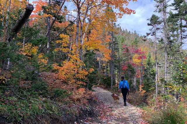 Boreal forests - Gros Morne National Park
