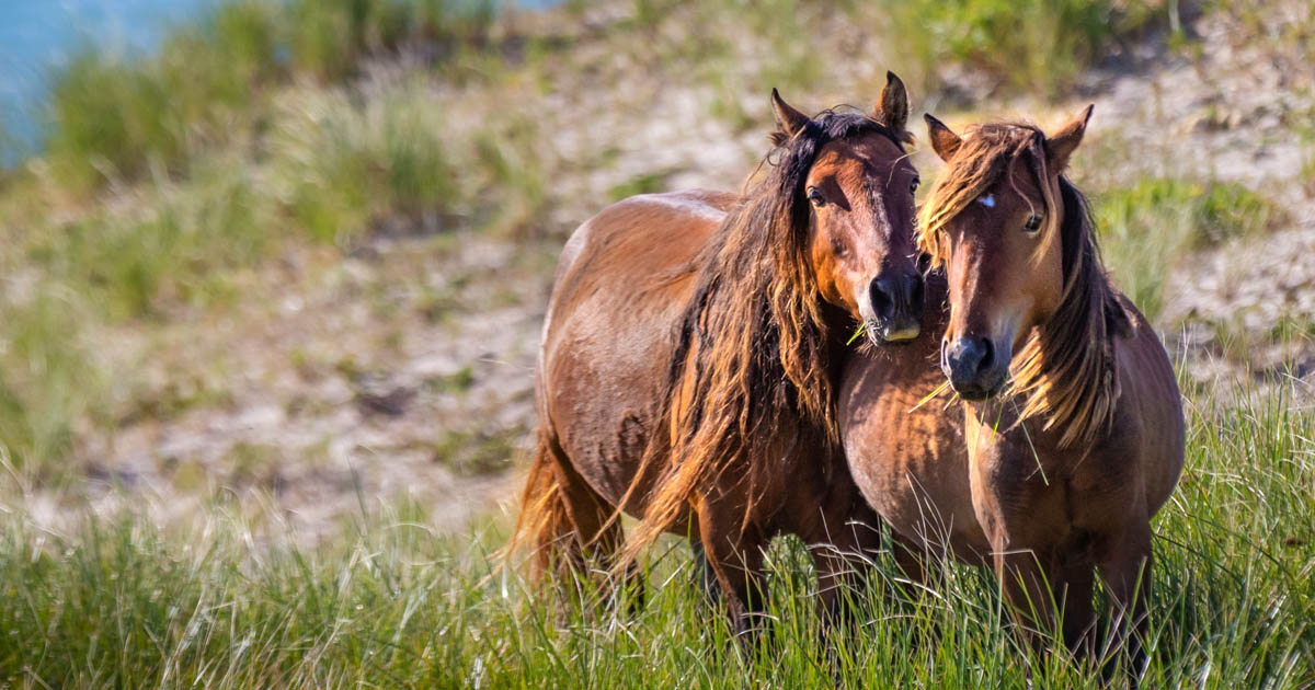 Sable Island National Park Reserve