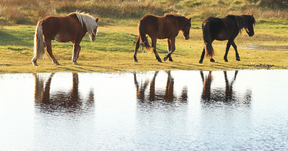 Freshwater ponds - Sable Island National Park Reserve