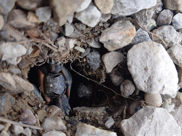 Installing turtle nest protectors - Bruce Peninsula National Park