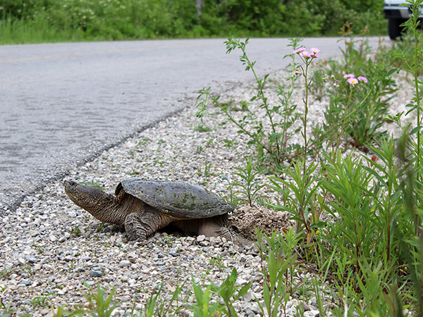 How to identify turtle nests - Bruce Peninsula National Park