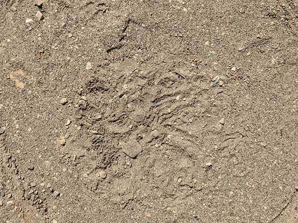 How to identify turtle nests - Bruce Peninsula National Park