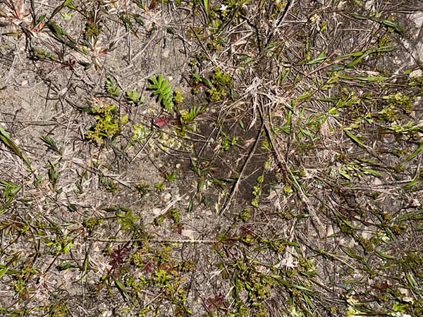 How to identify turtle nests - Bruce Peninsula National Park