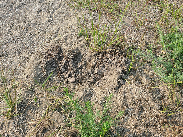 How to identify turtle nests - Bruce Peninsula National Park