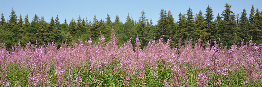 Plants - Prince Edward Island National Park