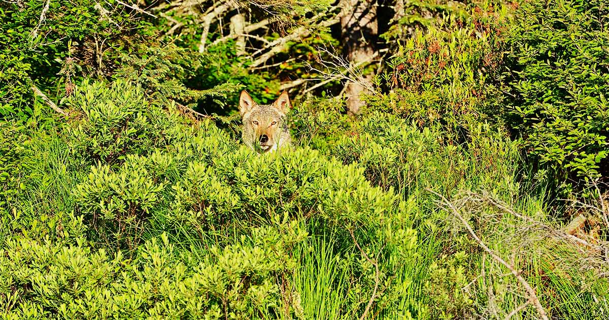 Mieux connaître le loup pour le protéger - Parc national de la Mauricie