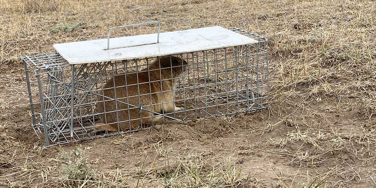 Black tailed Prairie Dog Monitoring and Trapping in Grasslands National ...