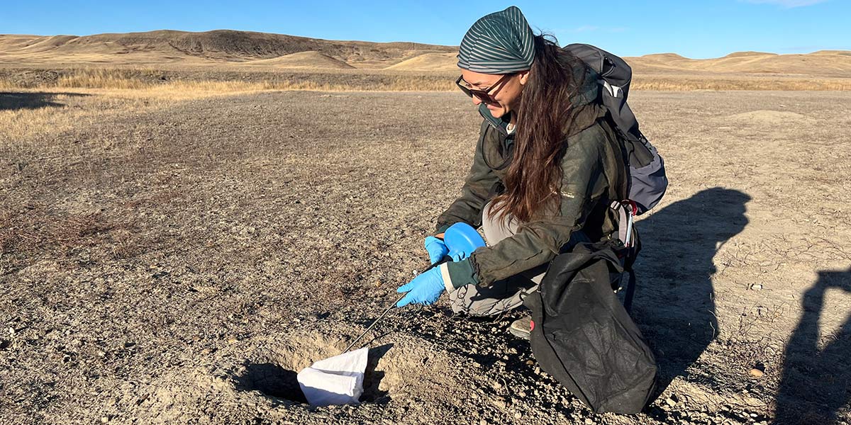 Black tailed Prairie Dog Monitoring and Trapping in Grasslands National ...
