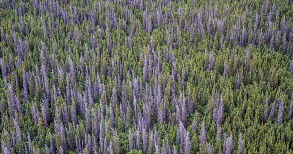 Restoring forest ecosystems - Kluane National Park and Reserve